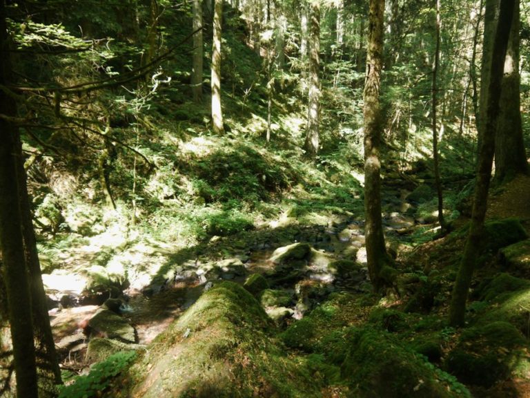 Wandern im Monbachtal: die schönste Wanderung im Schwarzwald