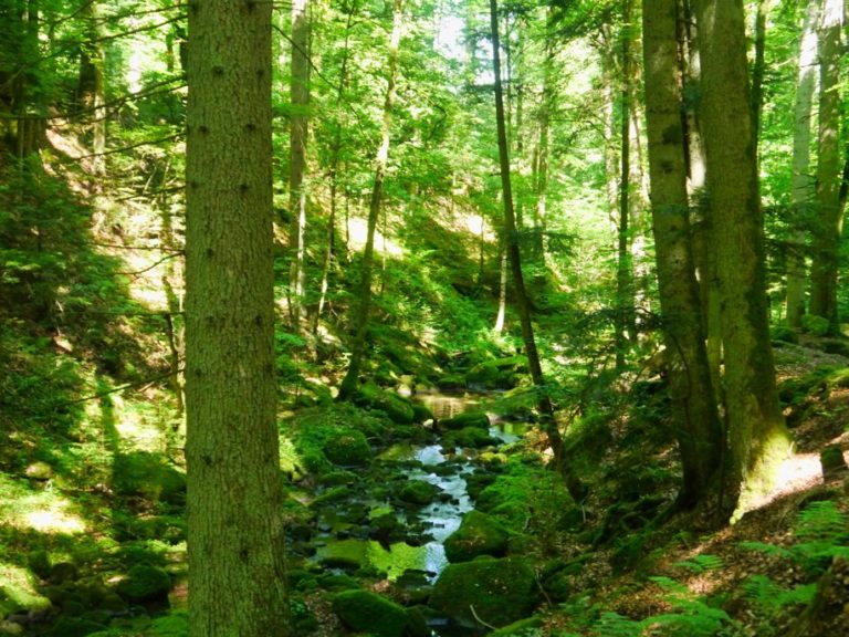Wandern im Monbachtal: die schönste Wanderung im Schwarzwald